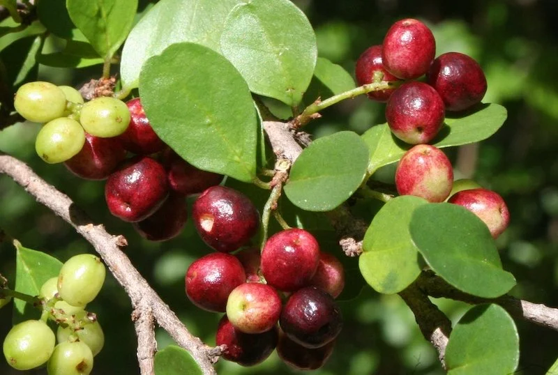 Delicious endemic NT Native edible. Favoured bush tucker. Small ...