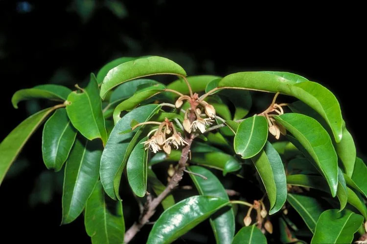 Mimusops elengi (NT Native) — Territory Native Plants
