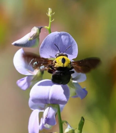 Crotalaria verrucosa (Blue-flower Rattlepod) — Territory Native Plants