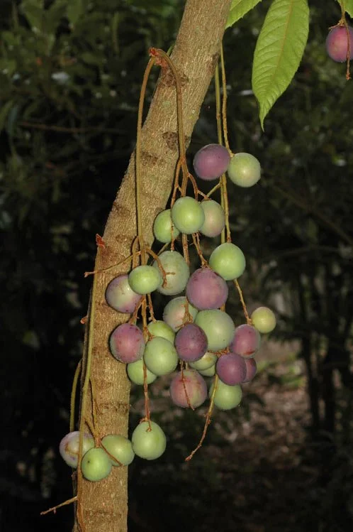 Davidsonia pruriens (Davidson plum) — Territory Native Plants