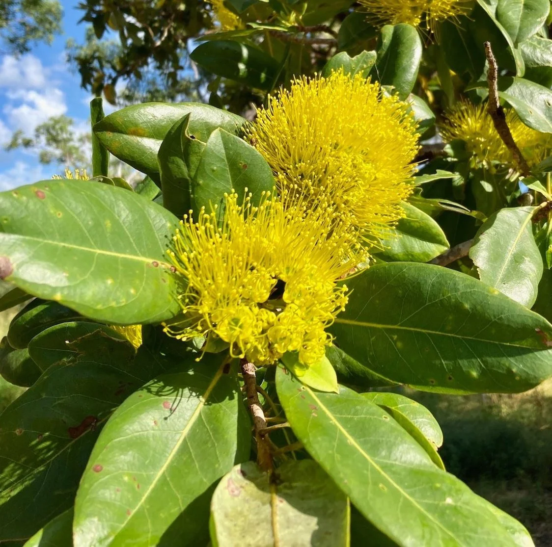 Xanthostemon chrysanthus (Golden Penda) — Territory Native Plants