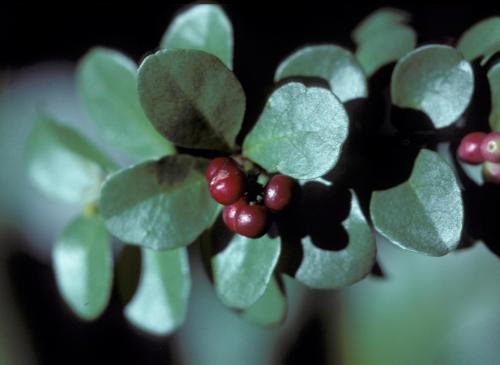 Delicious endemic NT Native edible. Favoured bush tucker. Small ...