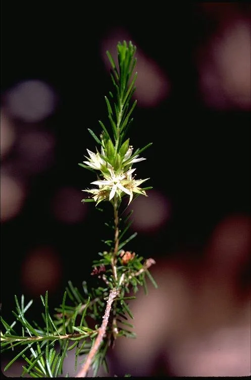 Calytrix brownii (White Turkey Bush) — Territory Native Plants