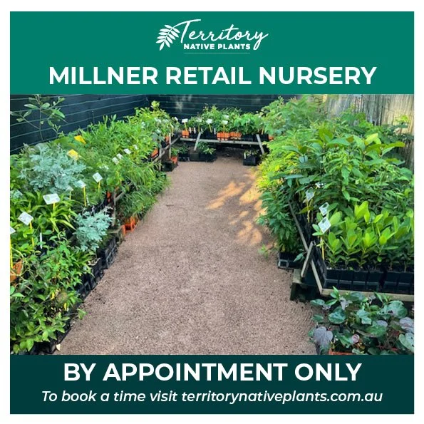 Eucalyptus miniata (Woollybutt) — Territory Native Plants