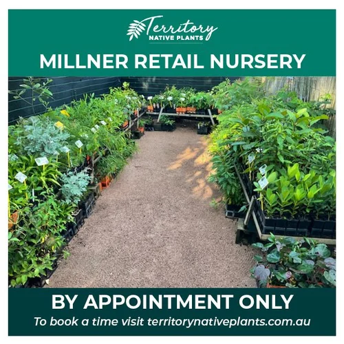 Terminalia microcarpa (Damson Plum) — Territory Native Plants