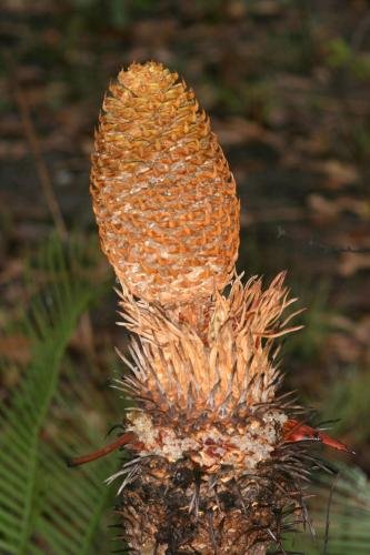 Cycas armstrongii (Darwin Cycad/Fire Fern) — Territory Native Plants