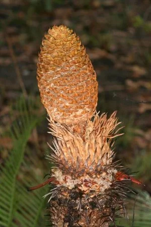 Cycas armstrongii (Darwin Cycad/Fire Fern) — Territory Native Plants