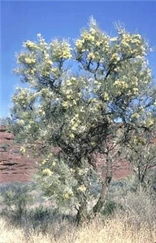 Hakea lorea (Corkwood) — Territory Native Plants
