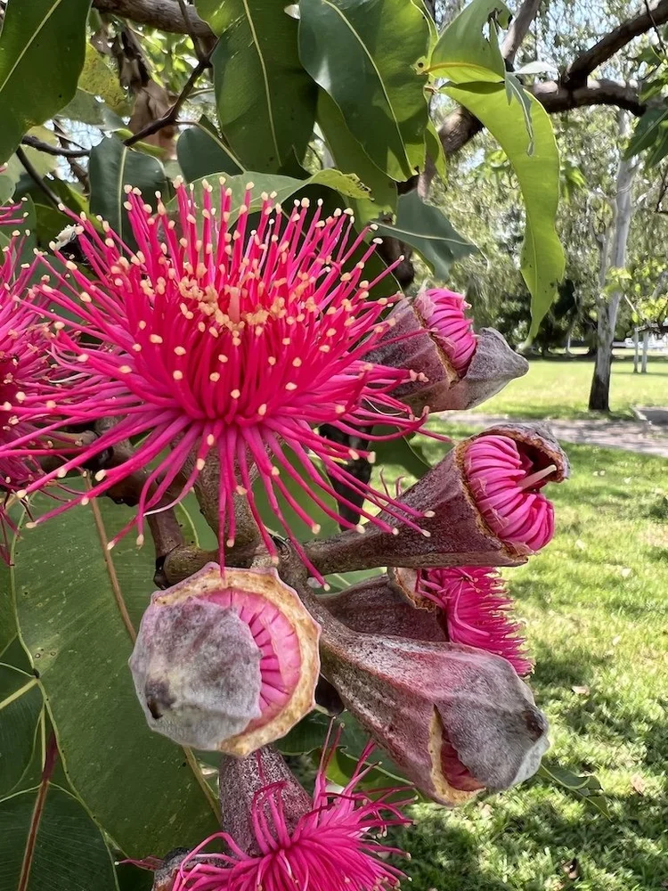 Corymbia ptychocarpa (Swamp Bloodwood) — Territory Native Plants