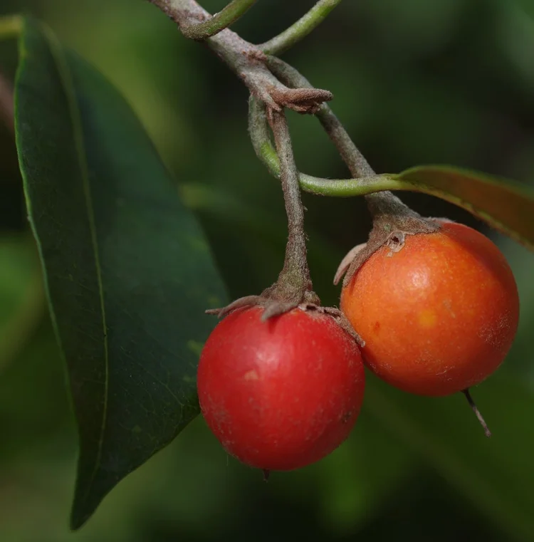 Mimusops elengi (NT Native) — Territory Native Plants