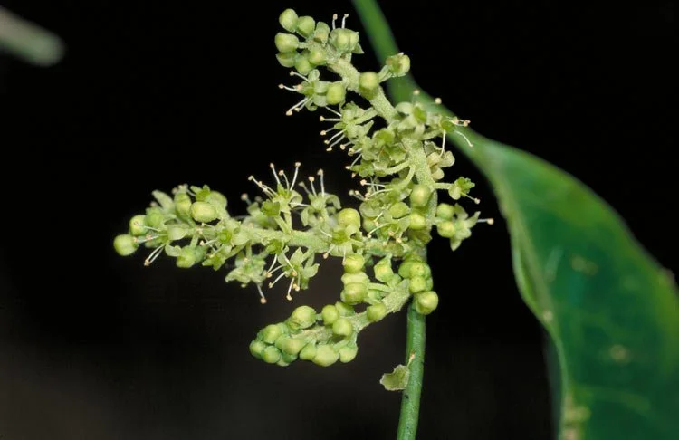 Opilia amentacea (Opilia) — Territory Native Plants
