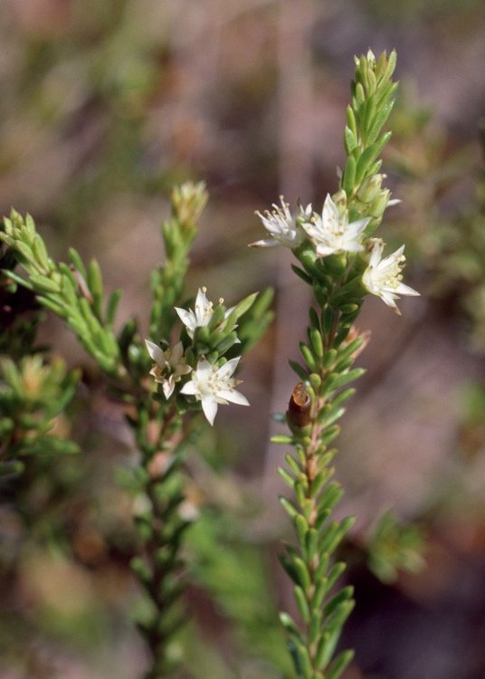 Calytrix brownii (White Turkey Bush) — Territory Native Plants