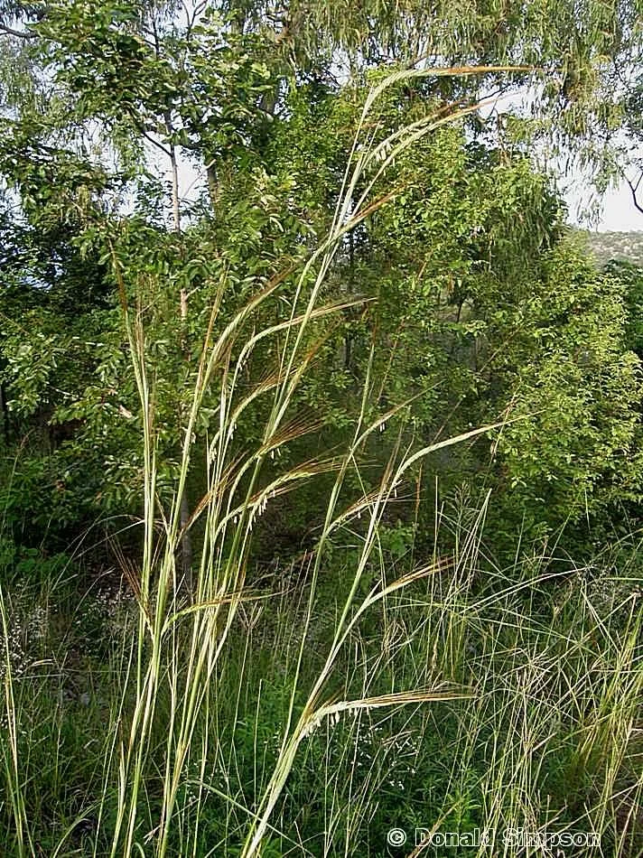 Heteropogon triticeus (Giant Spear Grass) — Territory Native Plants