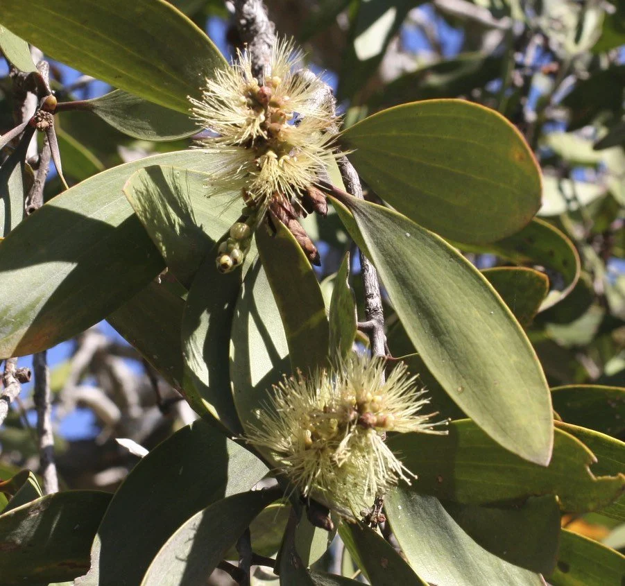 Melaleuca viridiflora (Flowering Paperbark) — Territory Native Plants
