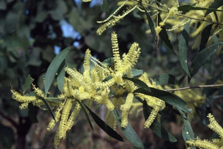 Acacia oncinocarpa (Hook-Fruit Wattle) — Territory Native Plants