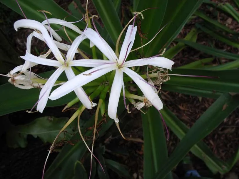Crinum pedunculatum (River Lily) — Territory Native Plants