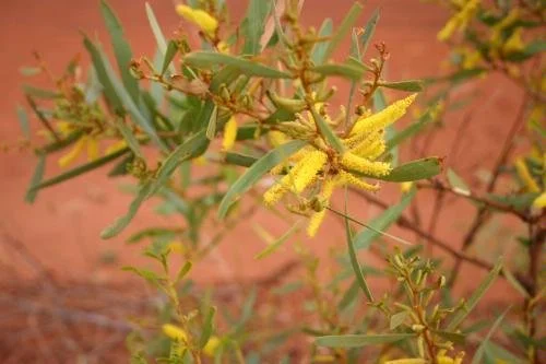 Acacia torulosa (Deep-gold Wattle) — Territory Native Plants