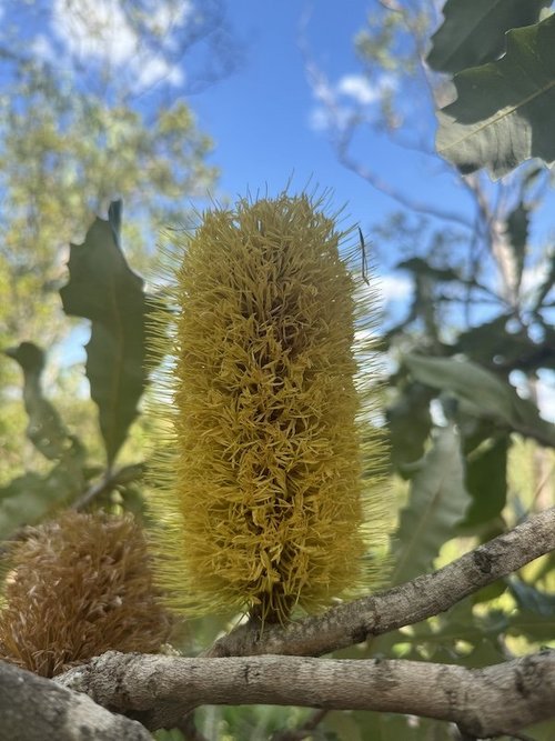 Banksia dentata (NT Banksia) — Territory Native Plants