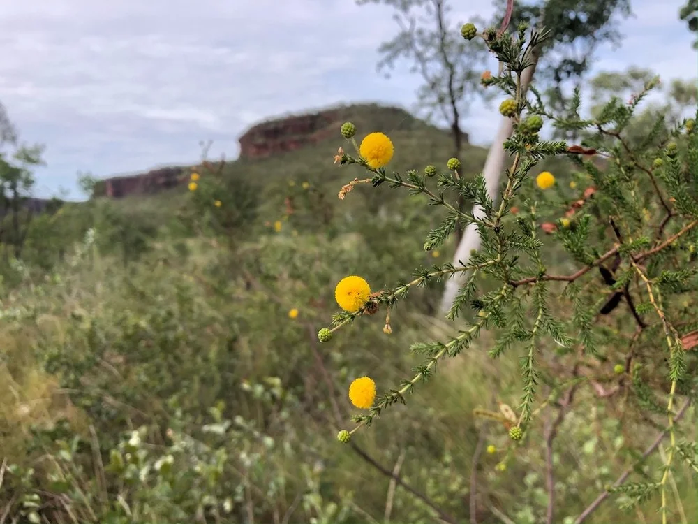 Acacia lycopodiifolia (Wolf-Foot Wattle) — Territory Native Plants