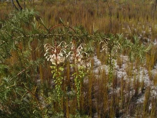 Grevillea sp. Nabarlek (Narbarlek Grevillea) — Territory Native Plants