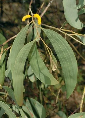Acacia difficilis (River Wattle) — Territory Native Plants