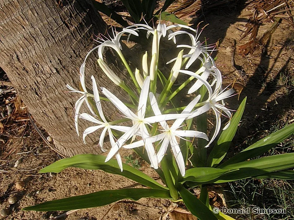 Crinum pedunculatum (River Lily) — Territory Native Plants