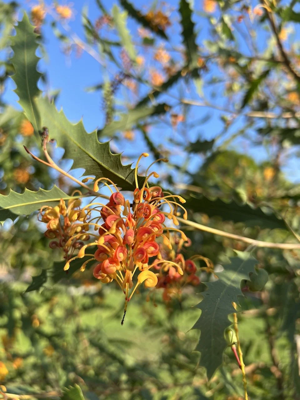 Grevillea aurea (Orange Grevillea) — Territory Native Plants