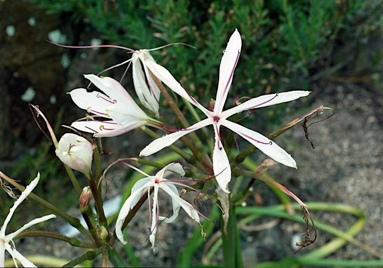 Crinum arenarium (Field Lily) — Territory Native Plants