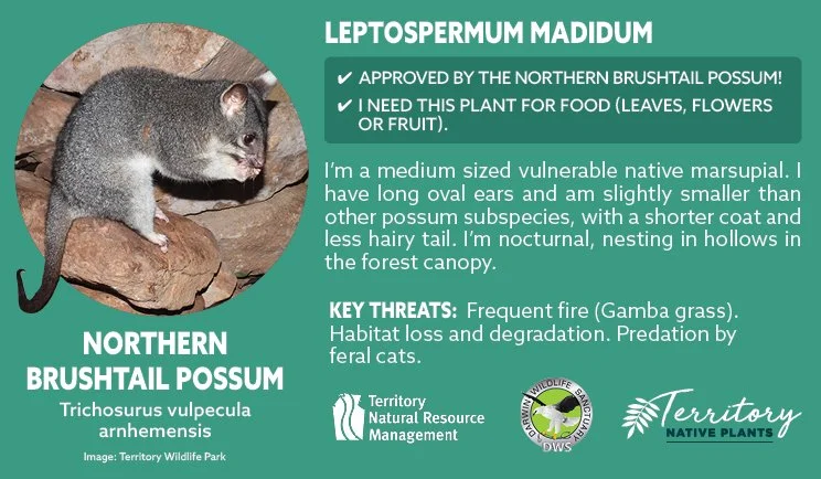 Leptospermum madidum (Weeping Tea Tree) — Territory Native Plants