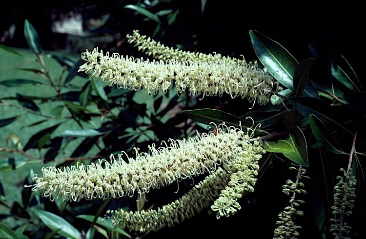 Buckinghamia celsissima (Ivory Curl Tree) — Territory Native Plants