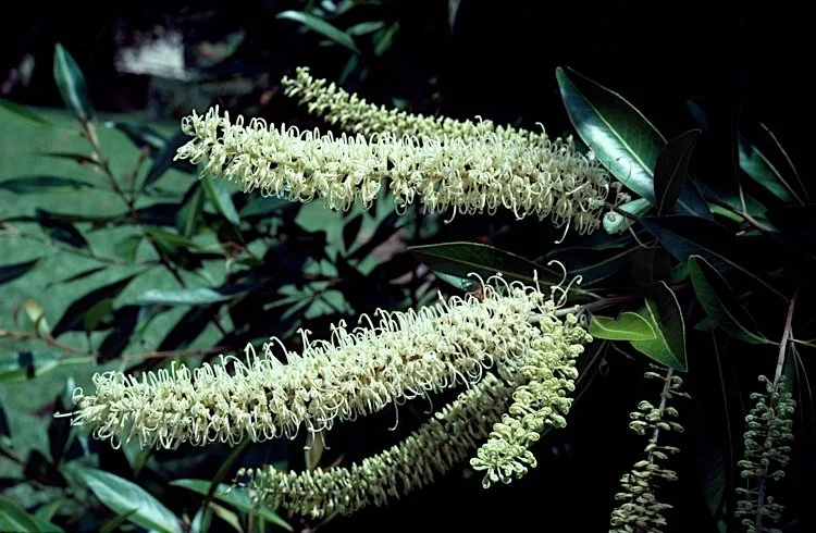 Buckinghamia celsissima (Ivory Curl Tree) — Territory Native Plants