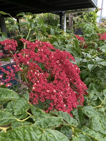 Leea rubra (Red Rubra) — Territory Native Plants