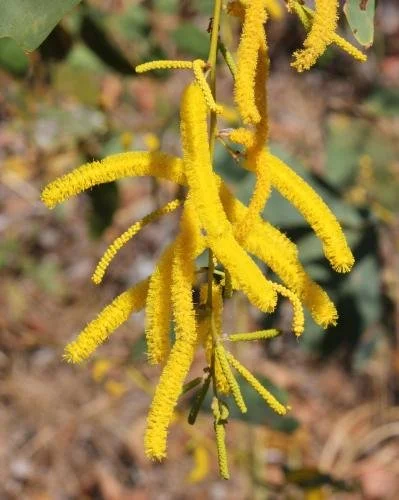 Acacia difficilis (River Wattle) — Territory Native Plants