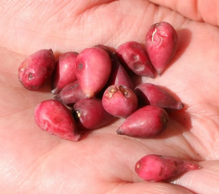 Terminalia erythrocarpa (Pink Plum) — Territory Native Plants