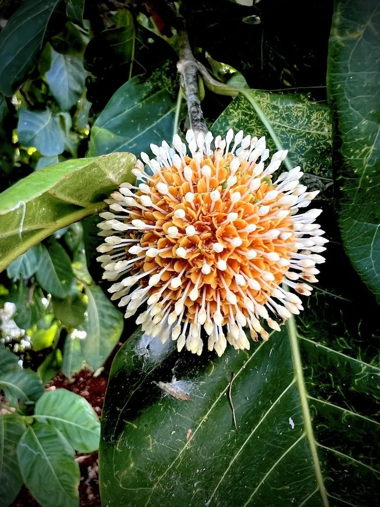 Nauclea orientalis (Leichhardt Tree) — Territory Native Plants
