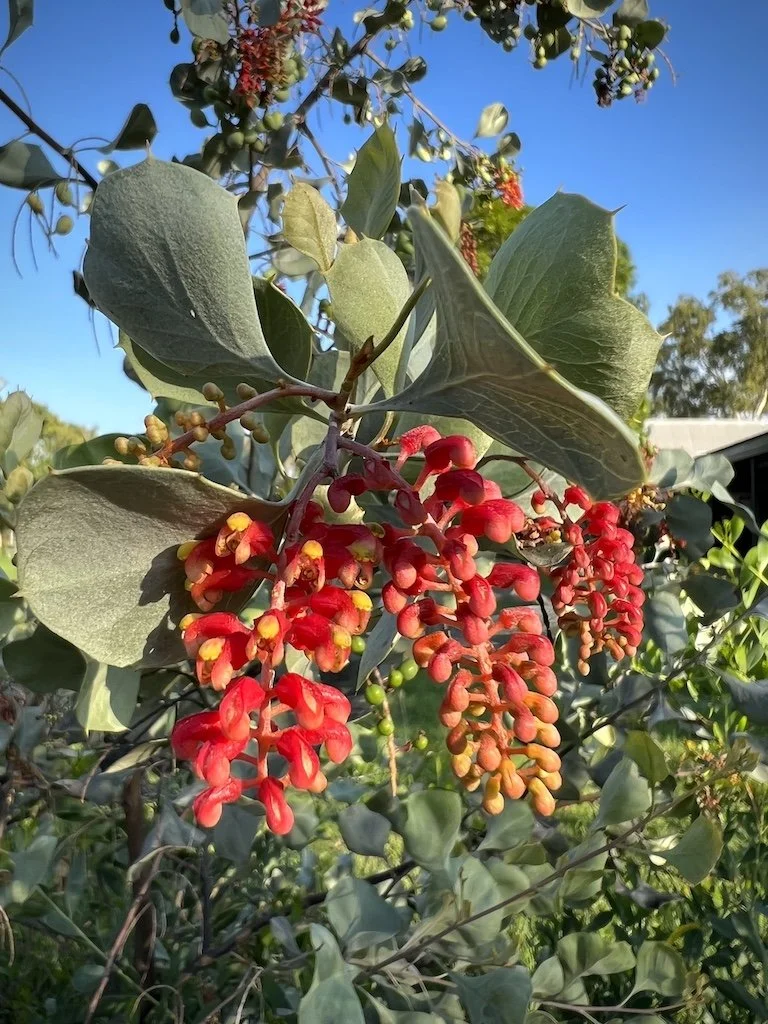 Grevillea wickhamii (Holly-leaved Grevillea) — Territory Native Plants