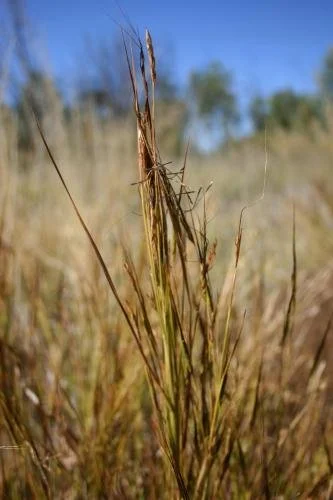 Heteropogon contortus (Black Speargrass) — Territory Native Plants