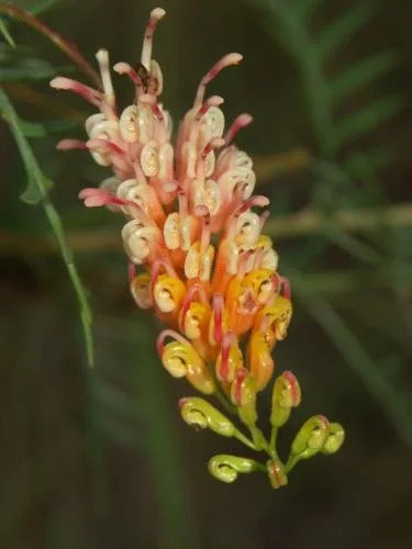 Grevillea pungens (Flame Grevillea) — Territory Native Plants