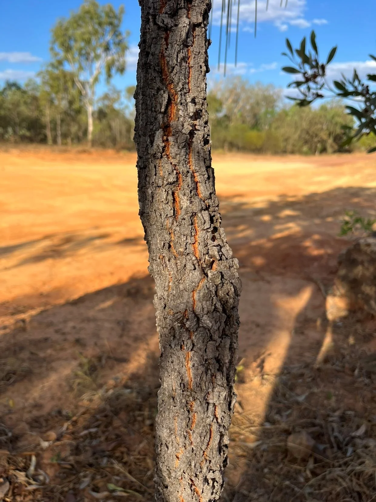 Hakea lorea (Corkwood) — Territory Native Plants