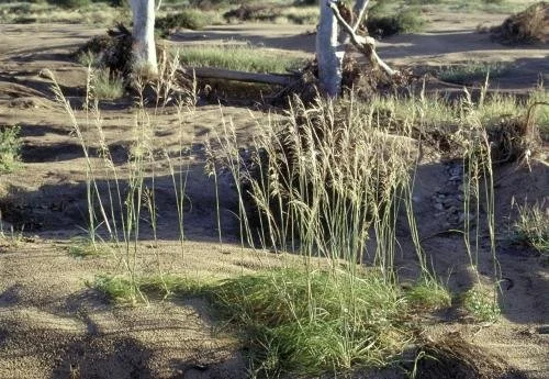 Chrysopogon fallax (Golden Beard Grass) — Territory Native Plants