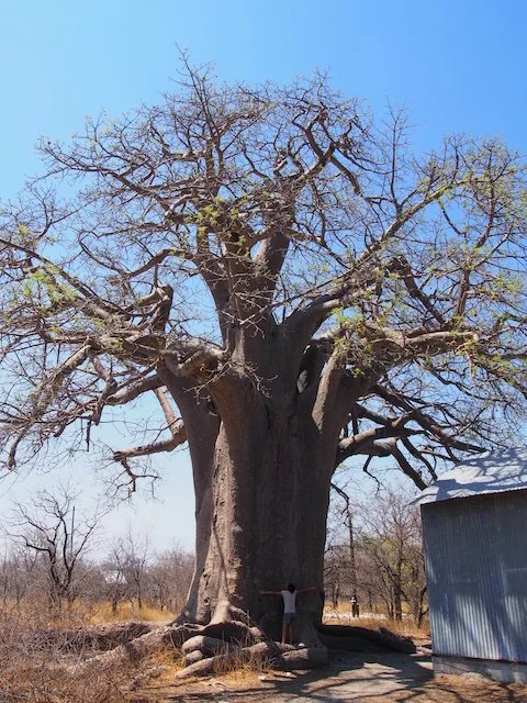 Adansonia digitata (African baobab) — Territory Native Plants