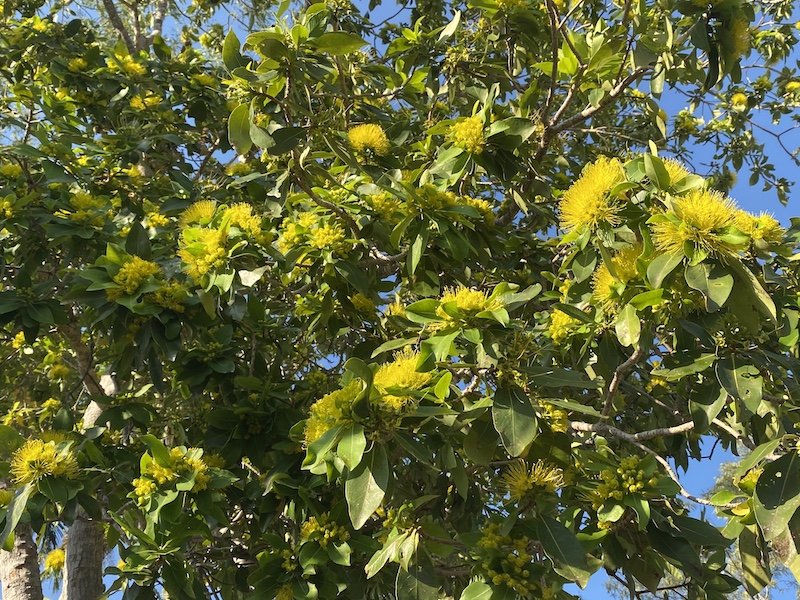 Xanthostemon paradoxus (Bridal tree) — Territory Native Plants