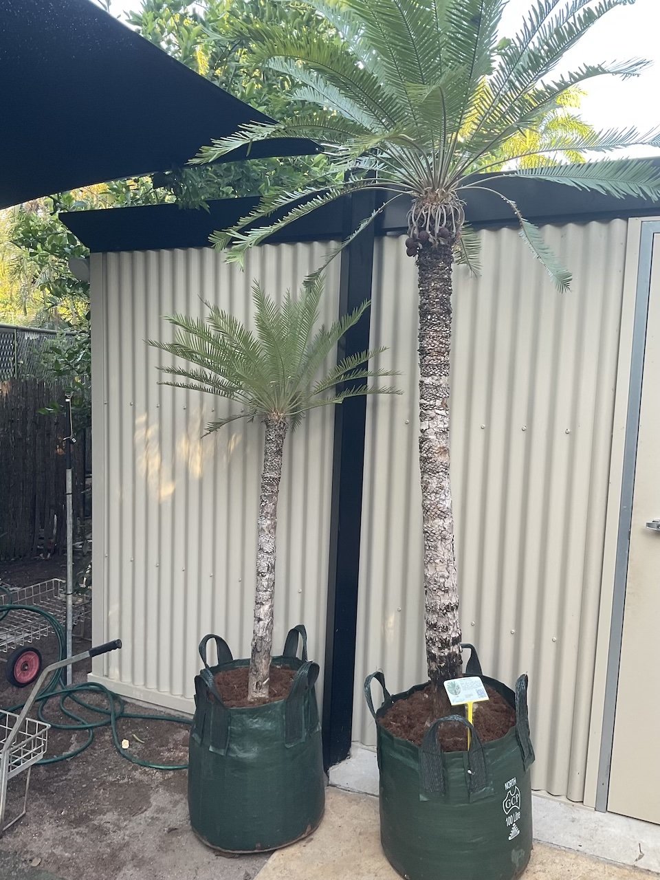 Cycas armstrongii (Darwin Cycad/Fire Fern) — Territory Native Plants