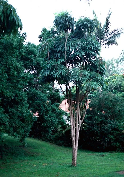 Davidsonia pruriens (Davidson plum) — Territory Native Plants