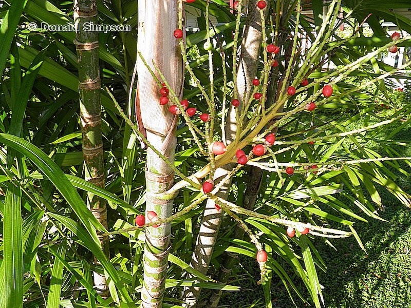 Hydriastele wendlandiana (Florence Falls Palm) — Territory Native Plants