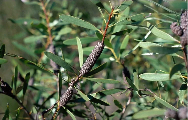 Melaleuca cornucopiae (Arnhem Paperbark) — Territory Native Plants