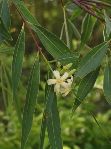 Wrightia saligna (Coolaroo) — Territory Native Plants