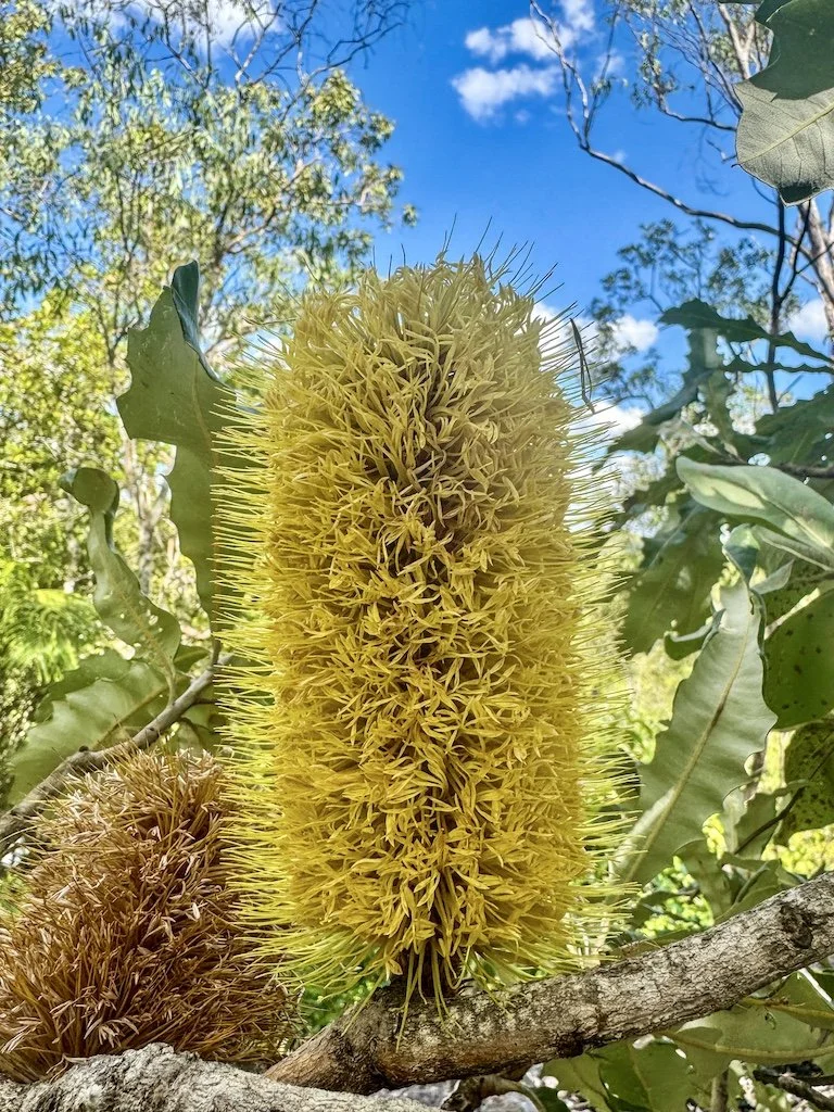 Banksia dentata (NT Banksia) — Territory Native Plants
