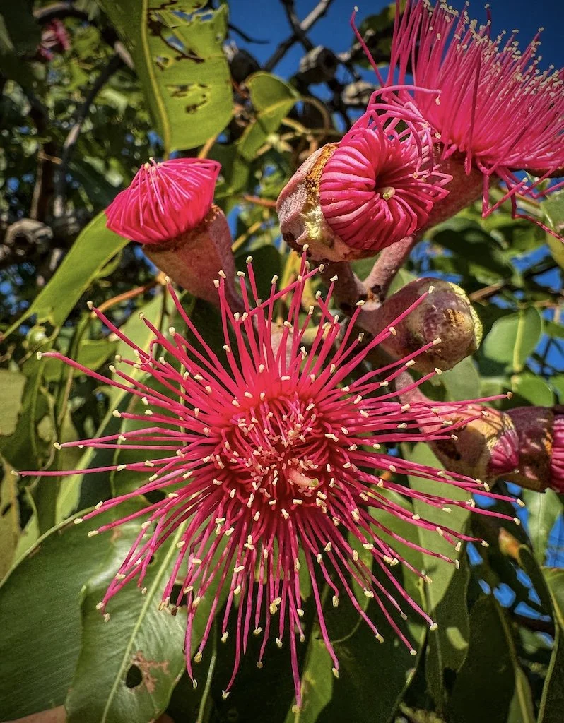 Corymbia ptychocarpa (Swamp Bloodwood) — Territory Native Plants