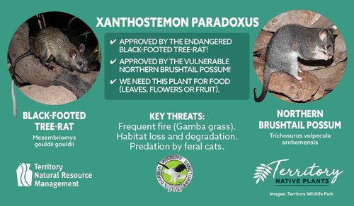 Xanthostemon paradoxus (Bridal tree) — Territory Native Plants